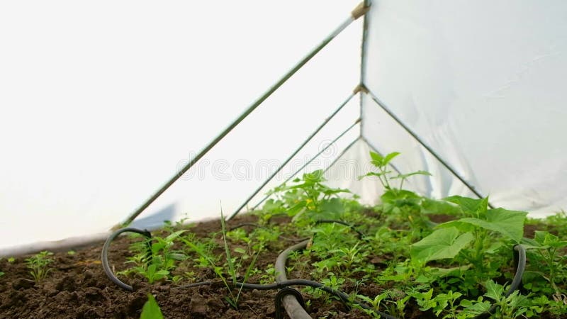 Organic and Environmentally Friendly Cultivation of Plants in a ...