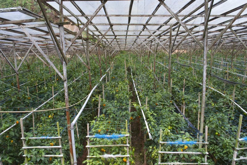 Planting Frame, Pea Plant, Organic Farm Stock Photo - Image of planting ...