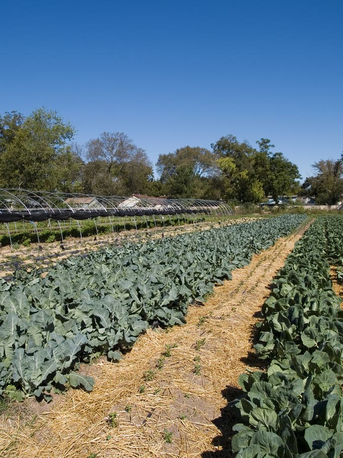 Organic farm stock photo. Image of vegetables, crop, agriculture - 1626064