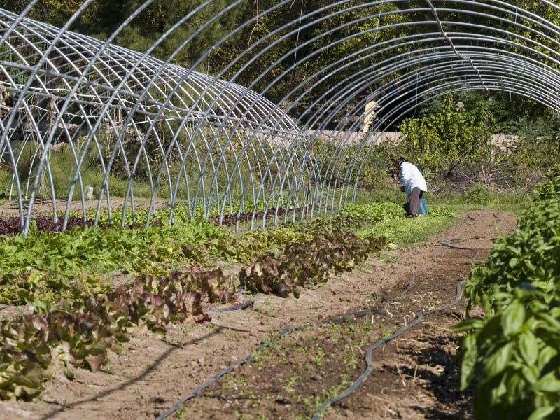 Organic farm stock image. Image of crop, food, field, healthy - 1626089