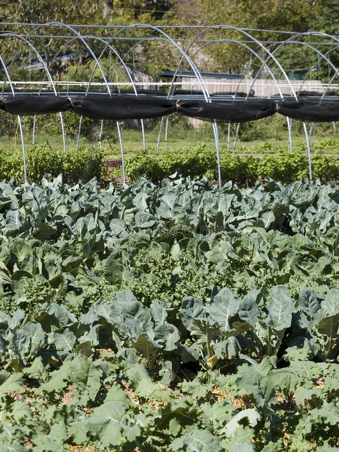 Organic farm stock image. Image of flower, organic, supply - 1626125