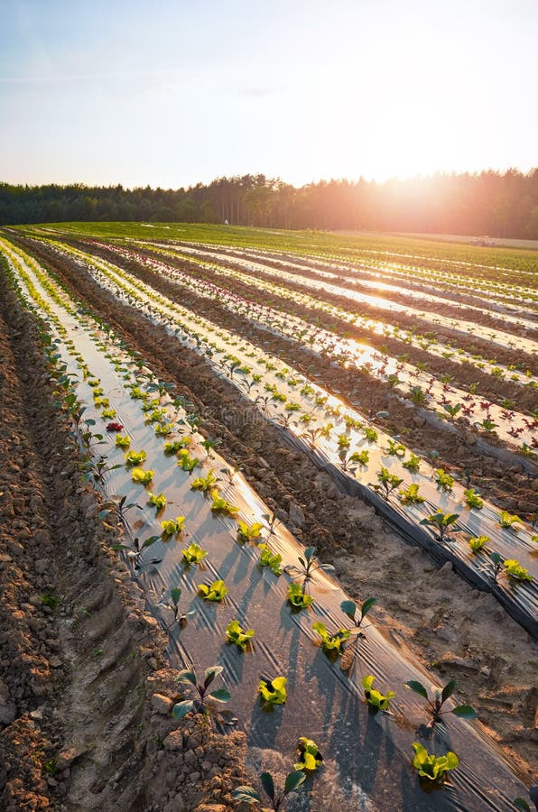Organic Farm Field with Patches Covered with Plastic Mulch at Sunset ...