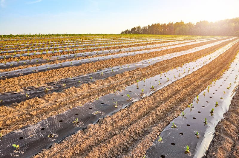 Organic Farm Field with Patches Covered with Plastic Mulch at Sunset ...