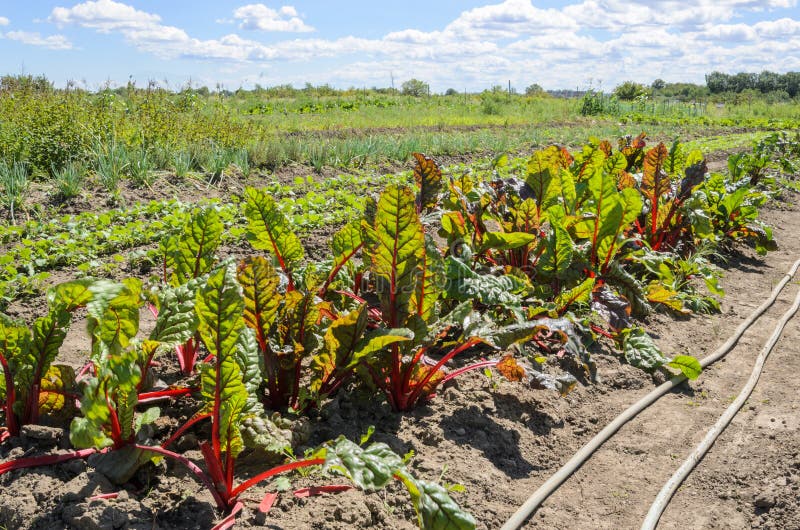 Organic Farm Picture. Image: 33735098
