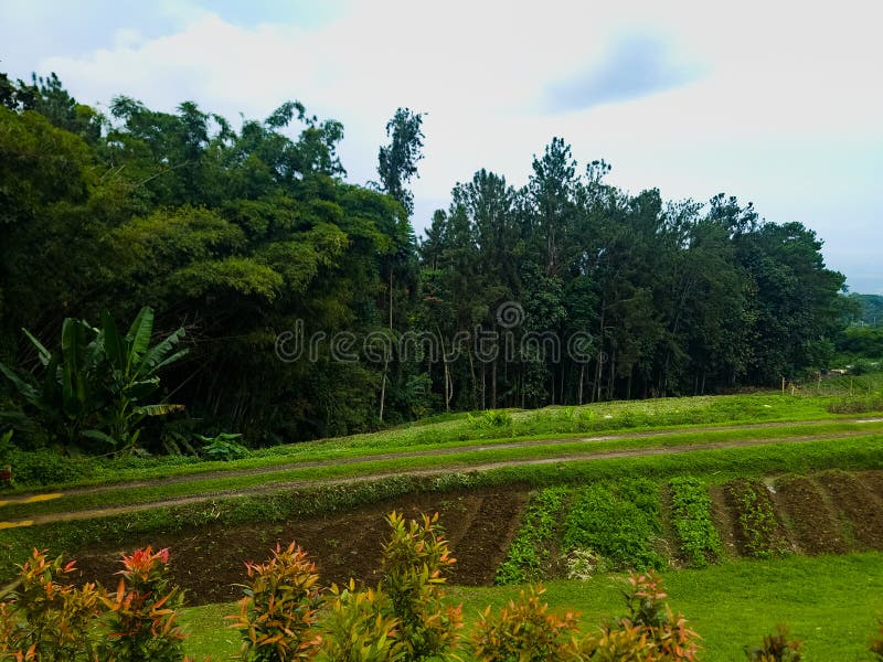 Organic Farm Land in the Philippines Stock Photo - Image of farm ...