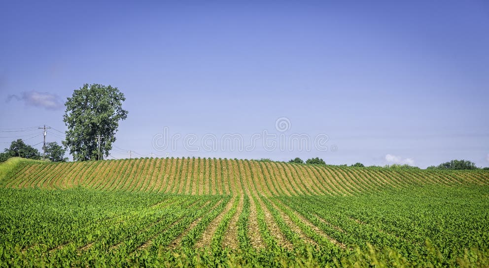 Organic Farm Land with Rows Stock Photo - Image of ecological, grass ...