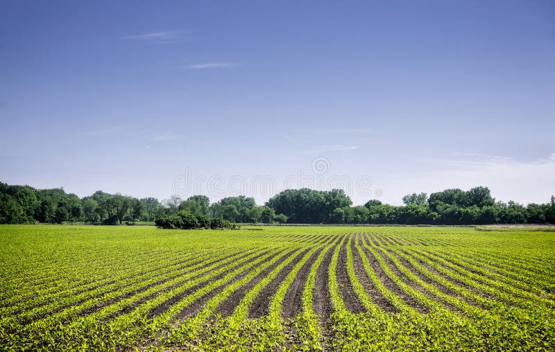 Organic Farm Land with Rows Stock Photo - Image of landscape, blue ...