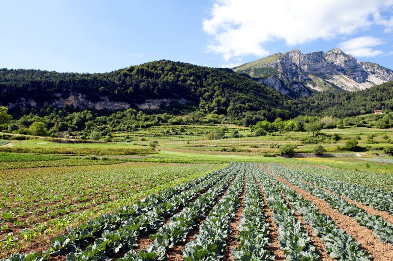Organic farm at mountains stock image. Image of natural - 26594415