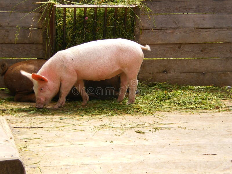 Organic Farm Pink Pig Eating Stock Image - Image of raising, stall: 5600519