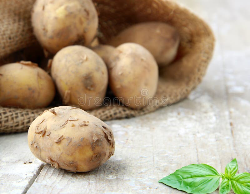 Organic farm potatoes stock photo. Image of vegetable - 316859320