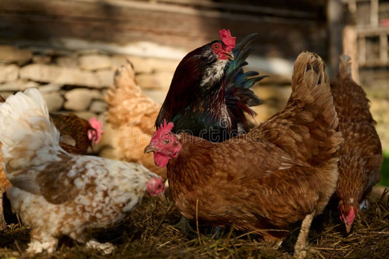 Organic Farm, a Rooster among Hens Stock Image - Image of poultry ...
