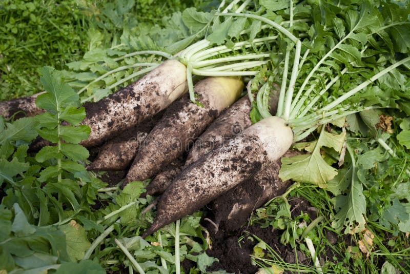 Organic Farm White Radish with Soil Stock Photo - Image of leaves ...