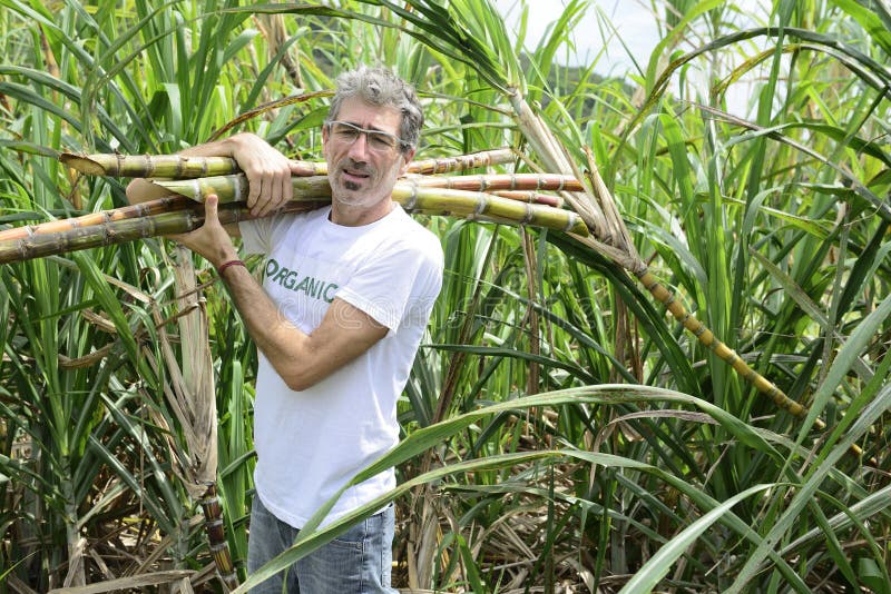 Organic Farmer Carrying Sugar Cane Stock Image - Image of camera, male ...