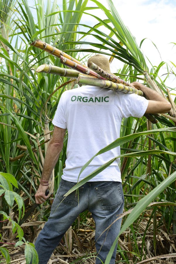 Organic Farmer Carrying Sugar Cane Stock Photo - Image of natural, copy ...