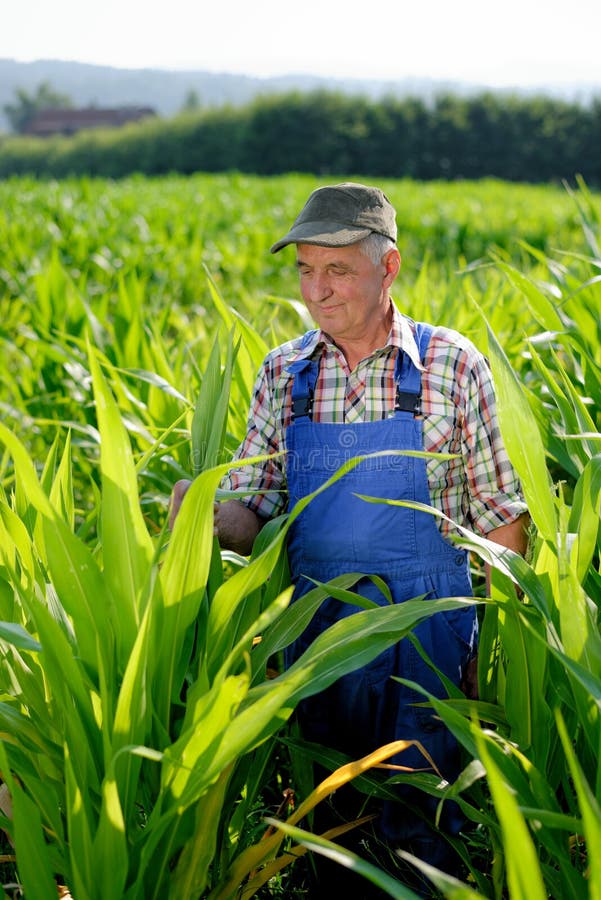 Organic Farmer Looking at Sweetcorn Stock Photo - Image of maize ...