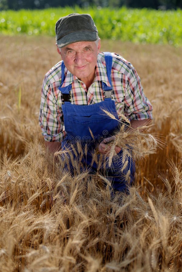 Organic Farmer Standing in a Wheat Field Stock Image - Image of food ...