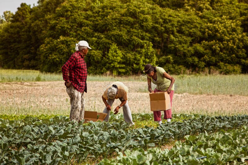 Organic farmers stock photo. Image of people, food, crop - 56213796