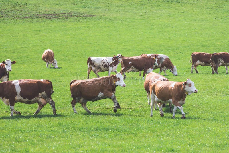 Organic Farming in Austria: Cows are Grazing on the Meadow, Spring Time ...