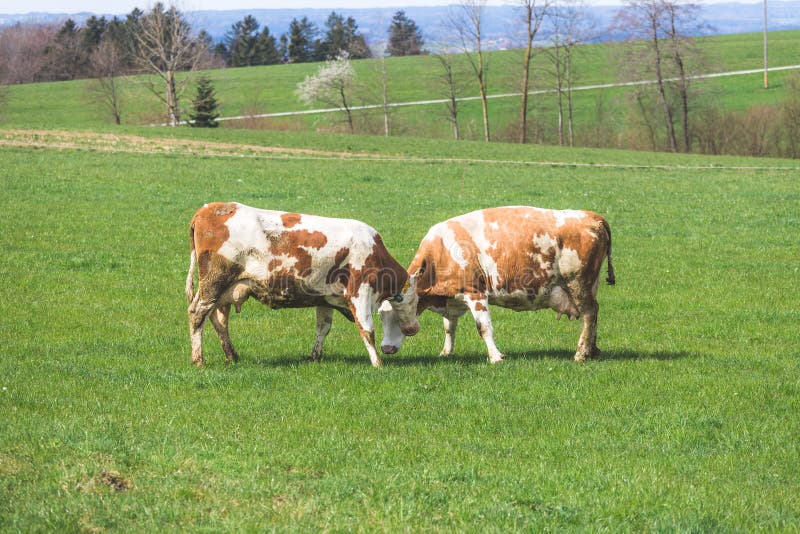 Organic Farming in Austria: Happy Cows are Playing on the Meadow ...