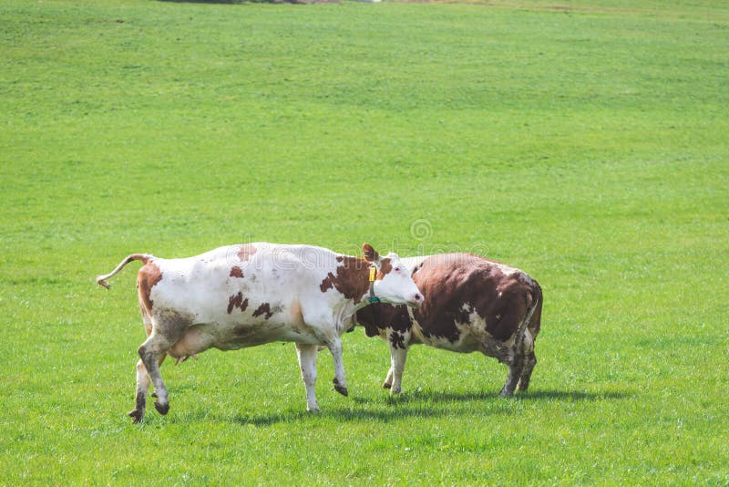 Happy cows stock photo. Image of meadow, grass, flowers - 43434572