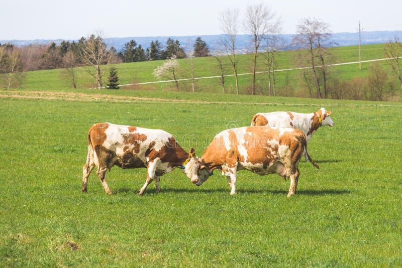 Happy cows stock photo. Image of meadow, grass, flowers - 43434572