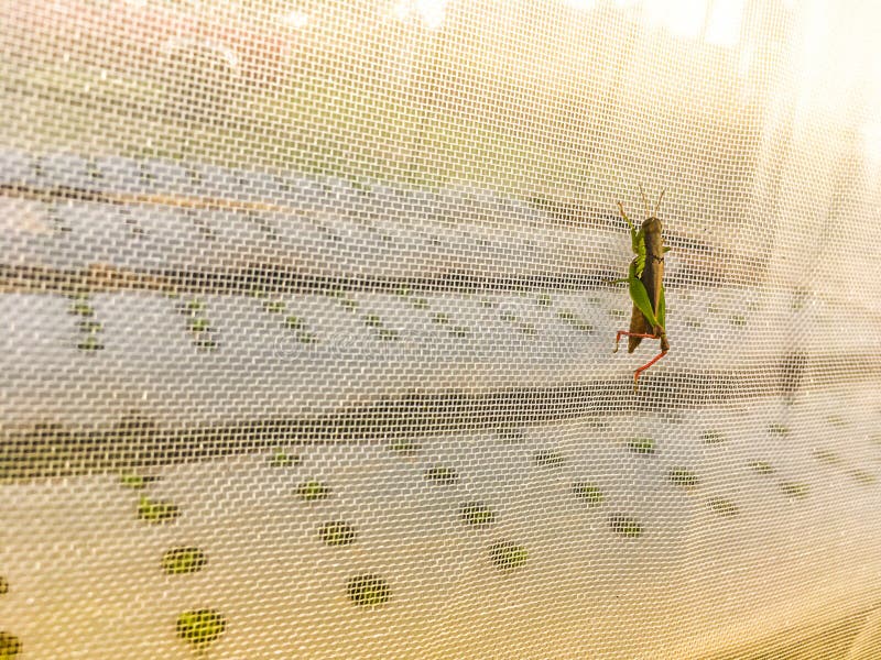 Organic Farming with Nylon Net Protection from Insect Grasshopper Stock ...