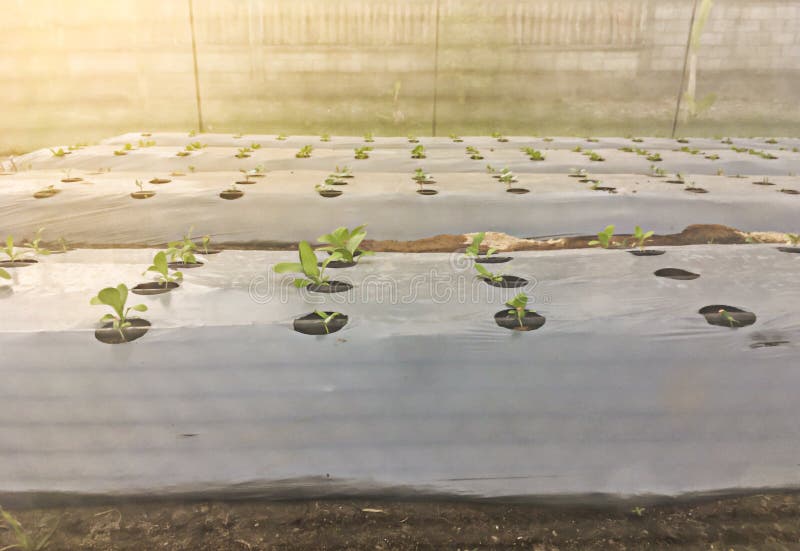 Organic Farming with Nylon Net Protection from Insect Grasshopper Stock ...