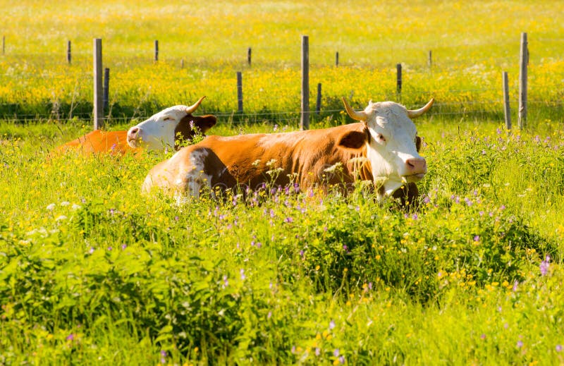 Organic Farming Wiht Happy Cows Stock Photo - Image of organic, cows ...