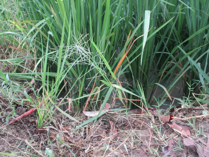 Traditional Agriculture that Produces Rice and Rice Stock Photo - Image ...