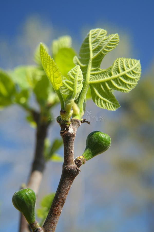 Organic Fig Tree with Fresh Green Figs Stock Image - Image of juicy ...