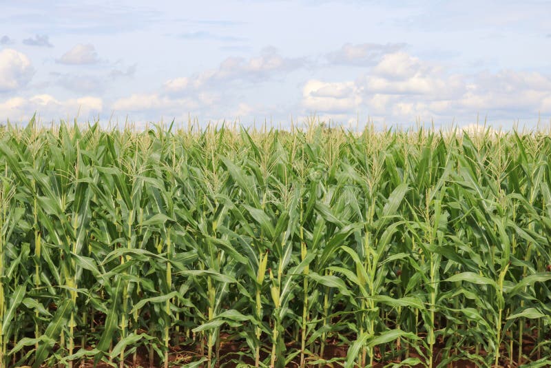 Corn planting.Organic food stock photo. Image of countryside - 158239492