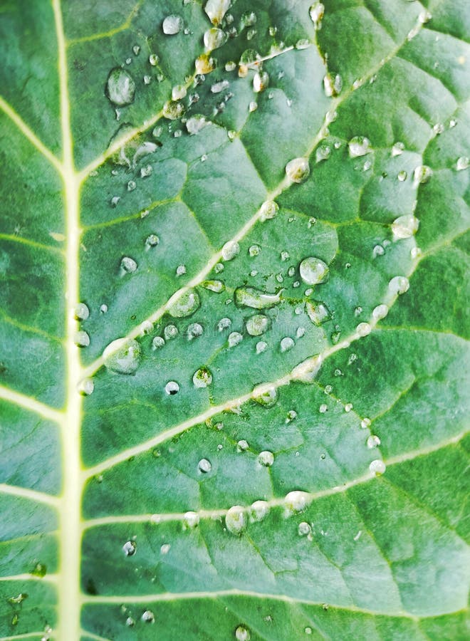 Organic Food Production, Vegetables, Green Stock Photo - Image of ...
