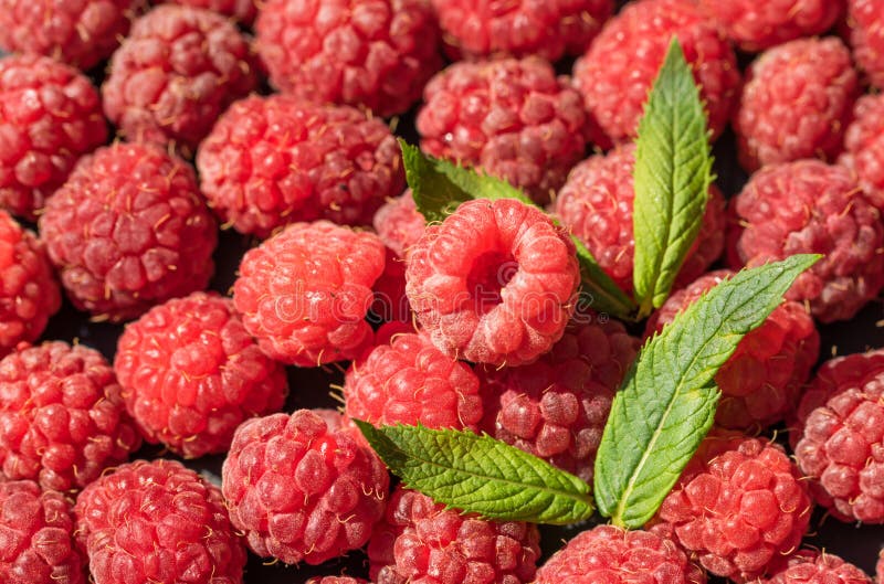 Ripe Red Raspberries And Green Mint Fruit Background Stock Image