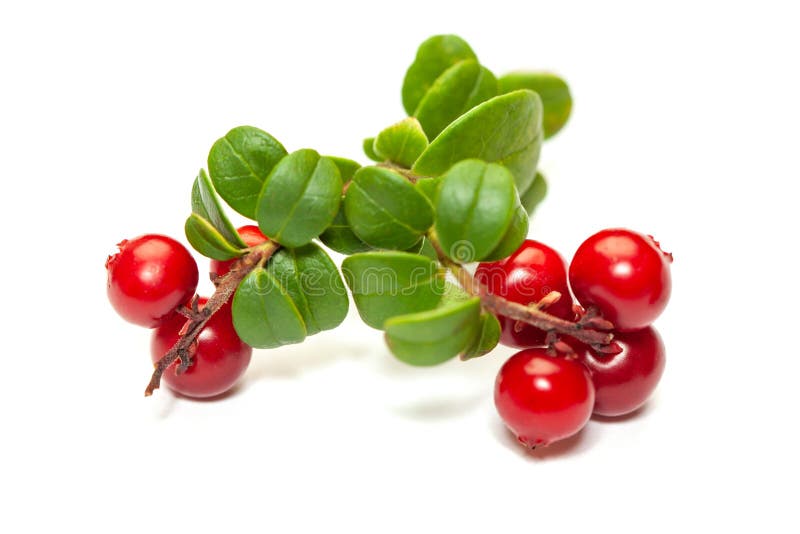 Organic Foxberry with Green Leaves on White Background Stock Image ...