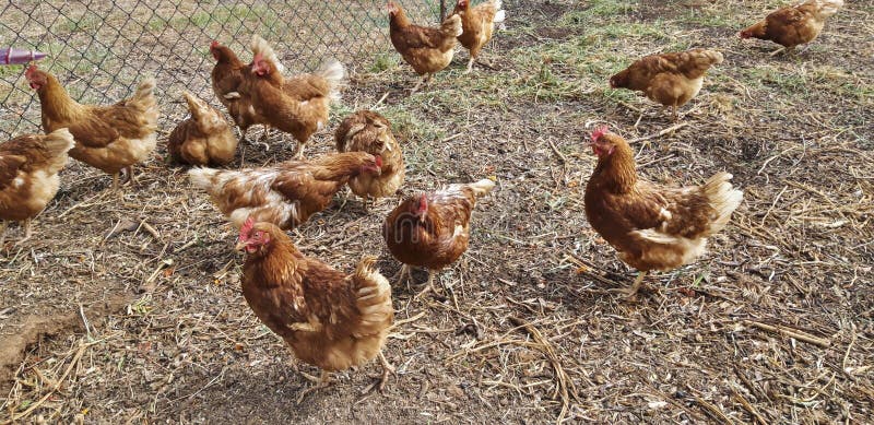 Organic Free Range Chicken Farm Stock Photo - Image of horizontal, bird ...