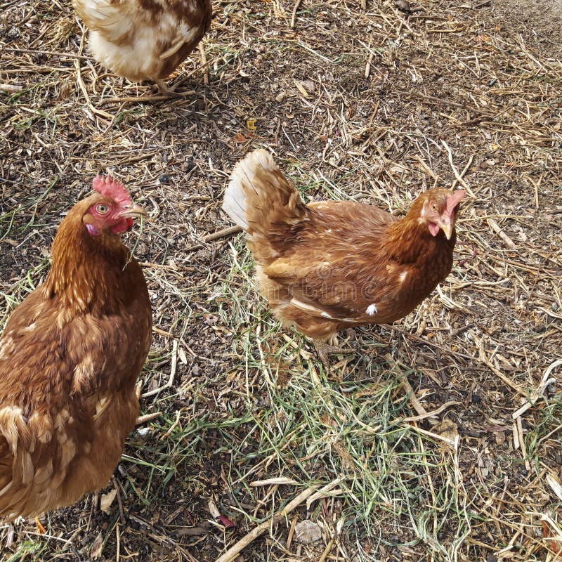 Organic Free Range Chicken Farm Stock Photo - Image of outdoor, sunny ...