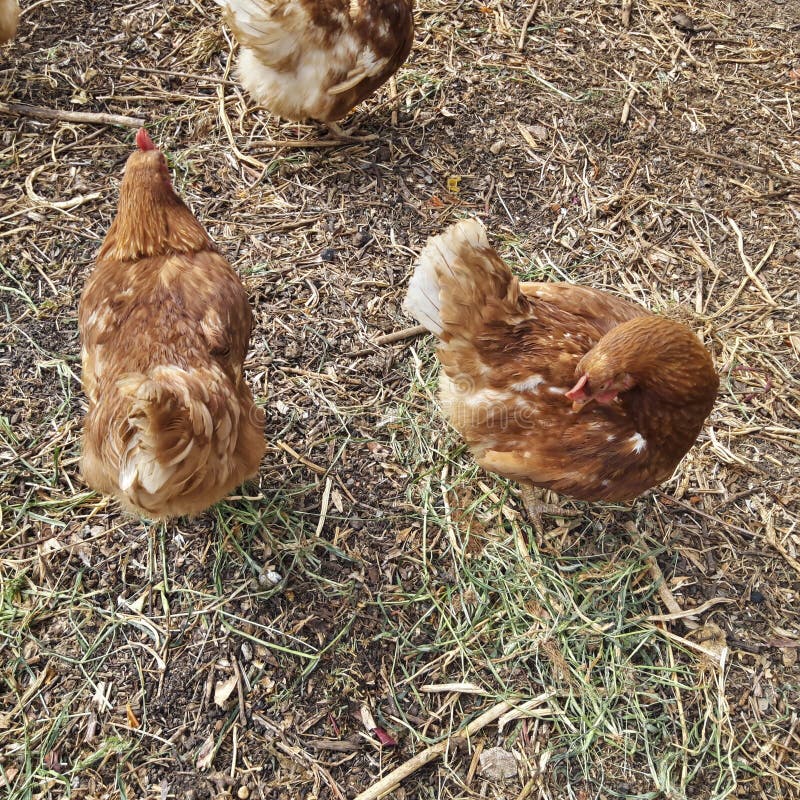 Organic Free Range Chicken Farm Stock Image - Image of horizontal ...