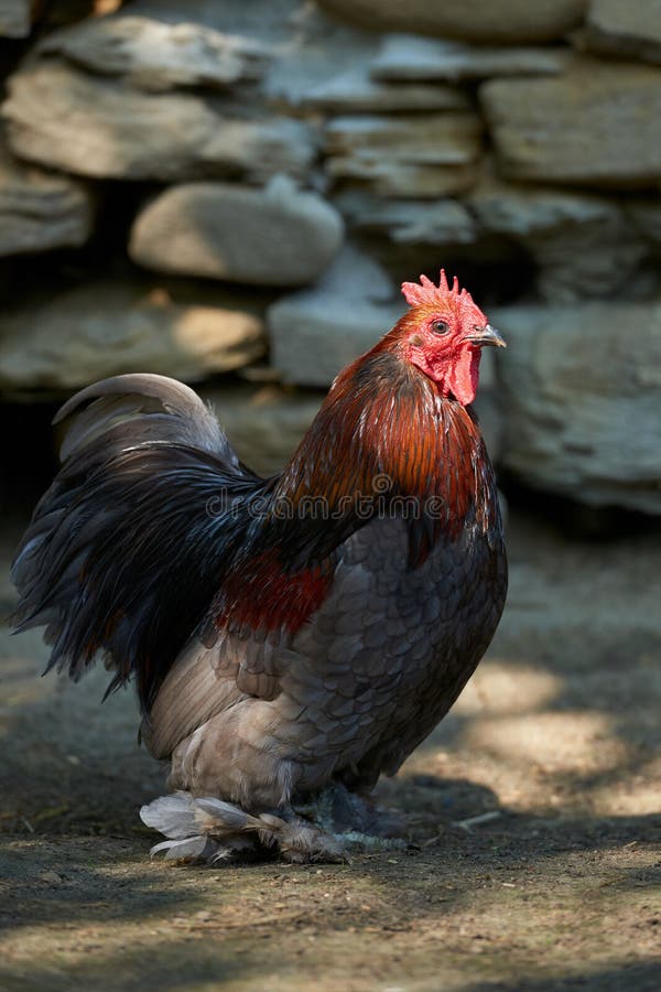 Organic Free Range Chickens Stock Photo - Image of chickens, poultry ...
