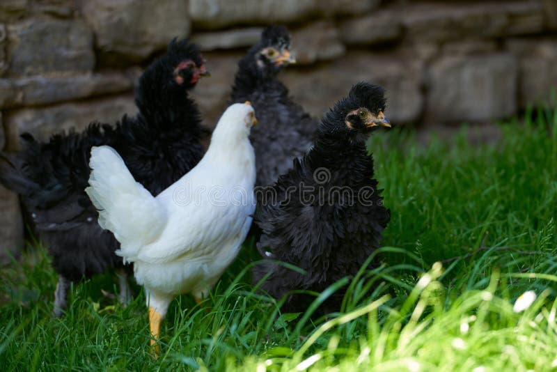Organic Free Range Chickens Stock Photo - Image of agriculture, freedom ...