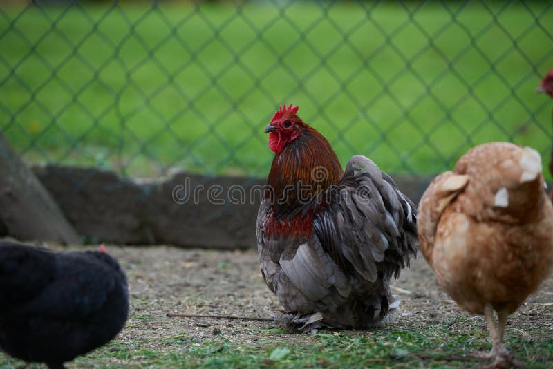 Organic Free Range Chickens Stock Photo - Image of range, poultry: 94188188