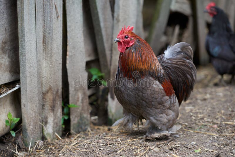Organic Free Range Chickens Stock Photo - Image of chickens, outdoors ...
