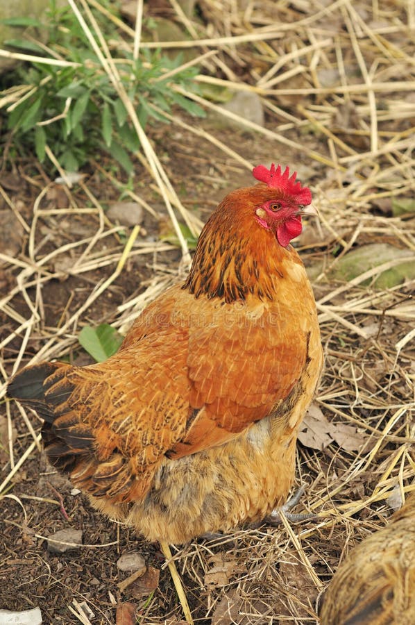 Organic free range hen stock photo. Image of poultry - 23052864