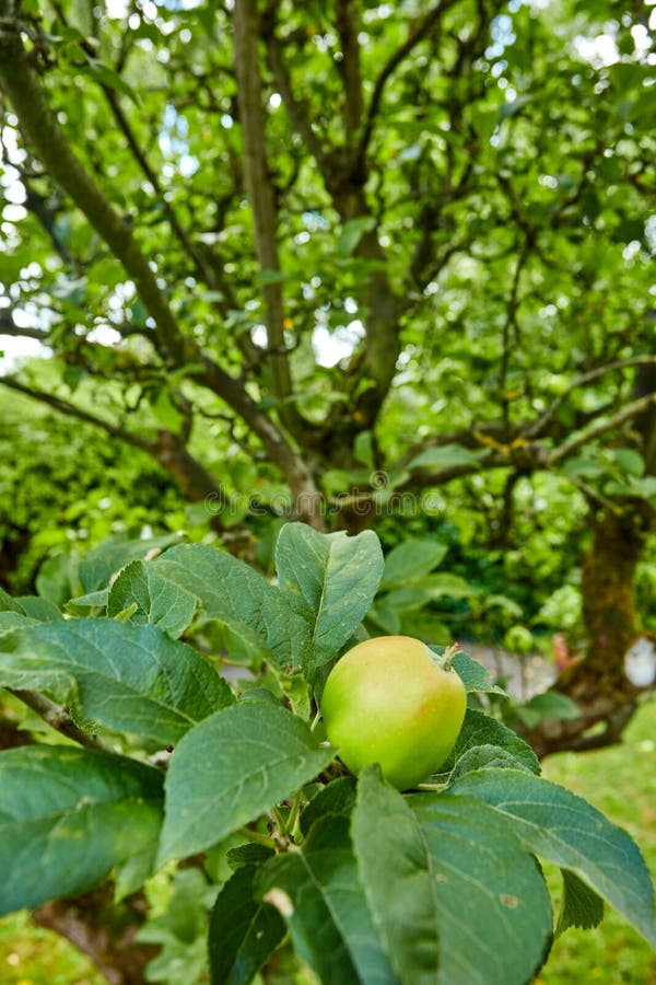 Organic Fresh Apples Hanging in Apple Tree Stock Photo - Image of ...