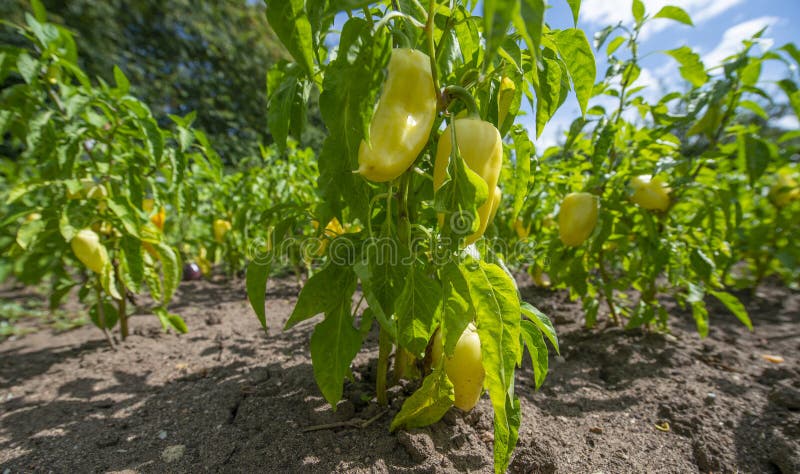 Organic fresh bell peppers stock image. Image of growing - 194477373