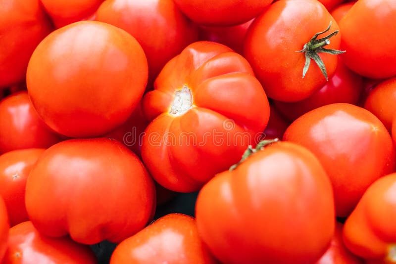 Organic fresh big tomatoes stock photo. Image of plant - 146664940