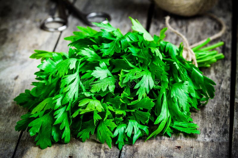 Organic Fresh Bunch of Parsley Closeup Stock Image - Image of clean ...