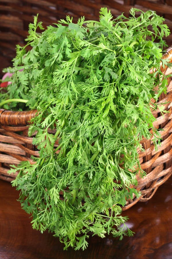 Organic Fresh Cilantro on Basket Stock Image - Image of groceries, diet ...