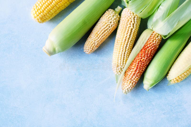 Organic Fresh Cobs of Various Corn Stock Image - Image of ingredient ...