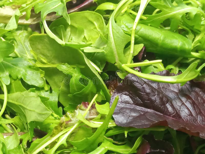 Organic fresh green leaves stock photo. Image of leaves - 106838896