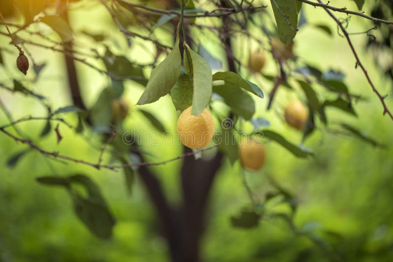 Organic lemon tree stock image. Image of growth, summer - 171429747